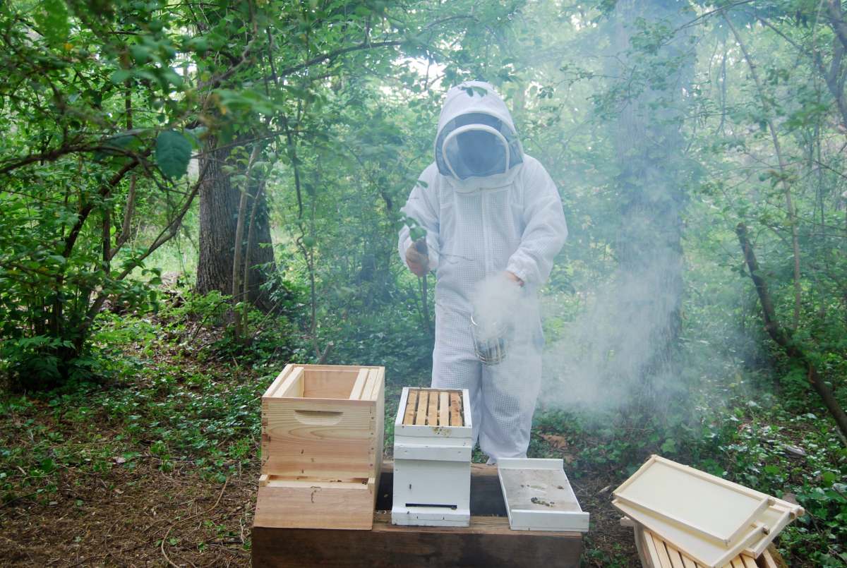 New Bee-ginnings | African American Beekeeper